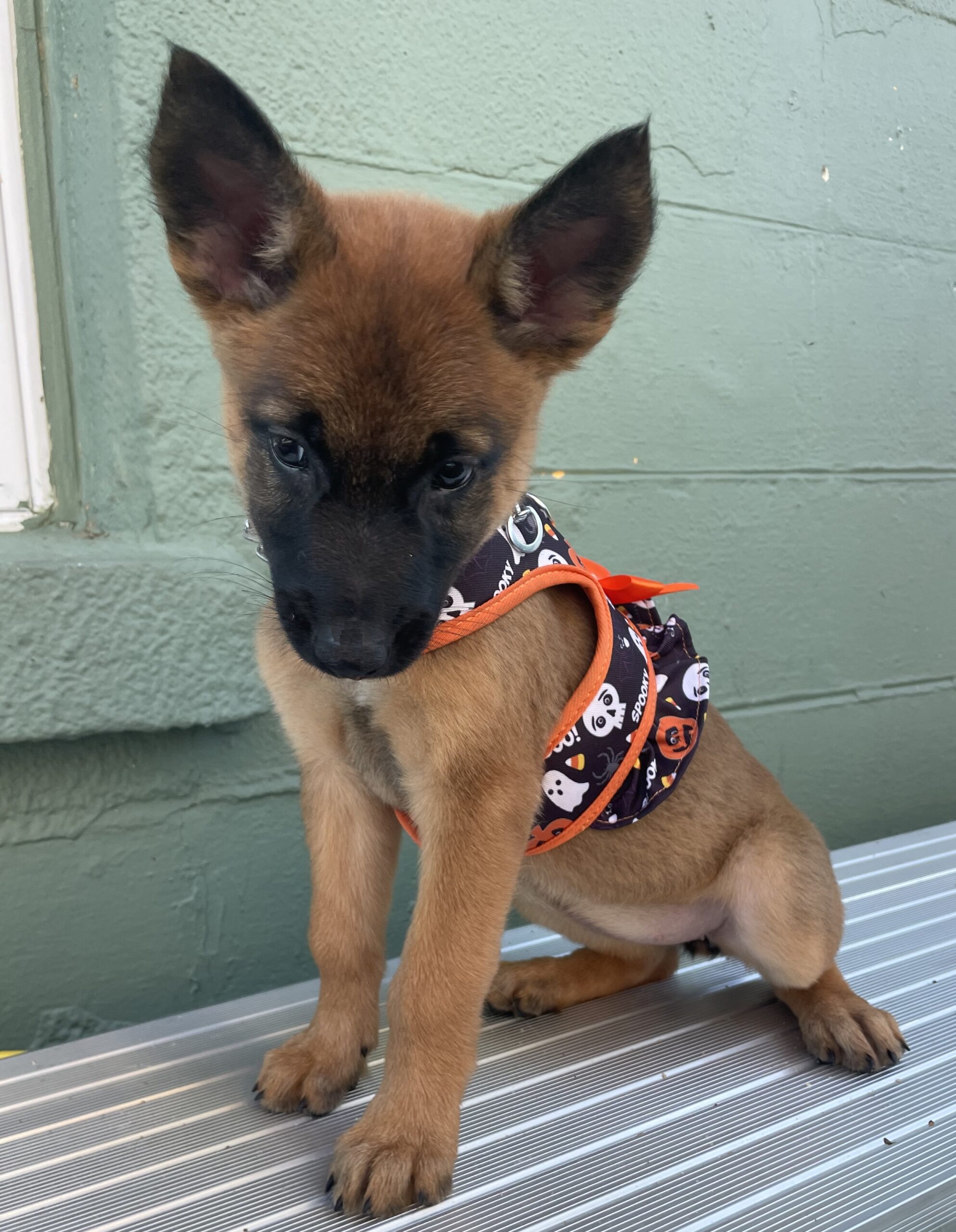 Home - Canines for Heroes